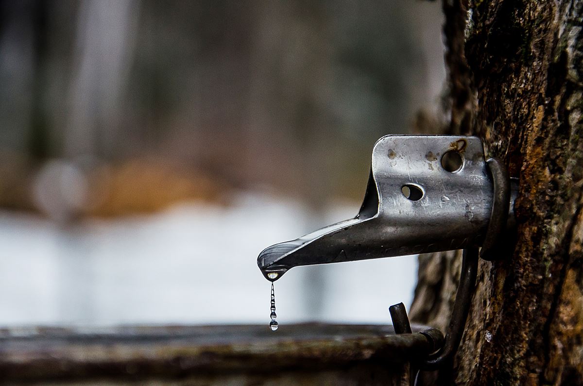 Maple Syrup Time Demonstrations | Lincoln Memorial Gardens